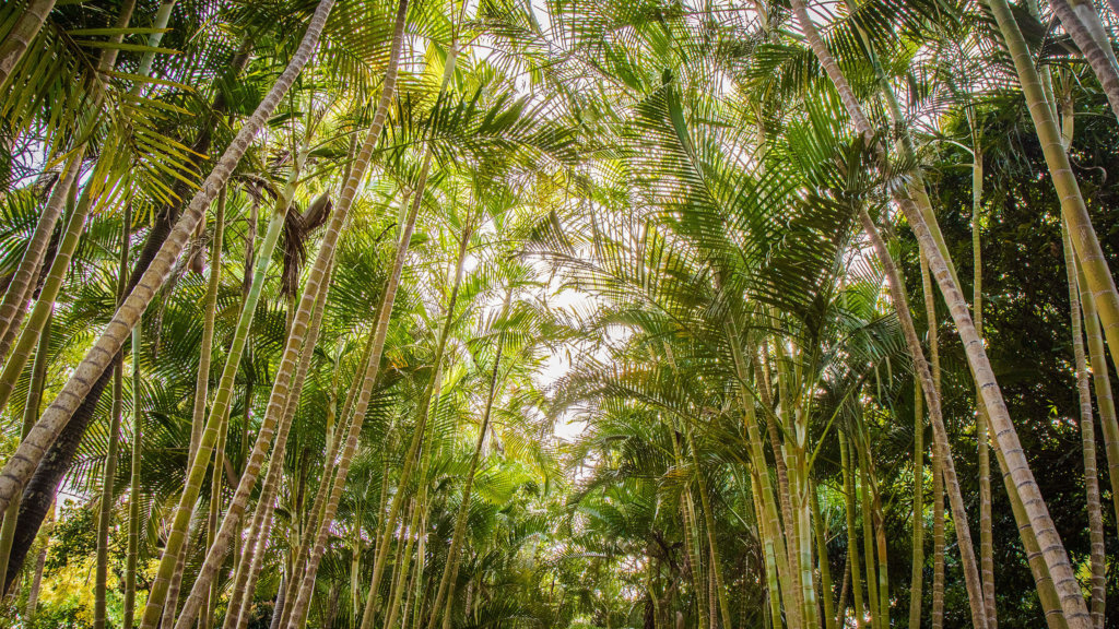 #Isautier Spirit - Discover the House of Isautier